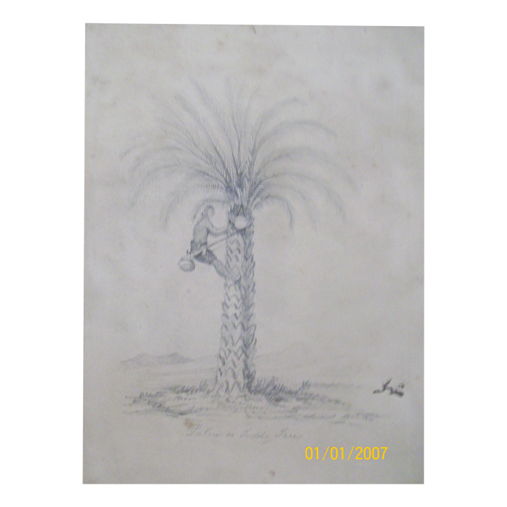 English School drawing of Palm or Toddy Tree ,c 1891 – David Smernoff